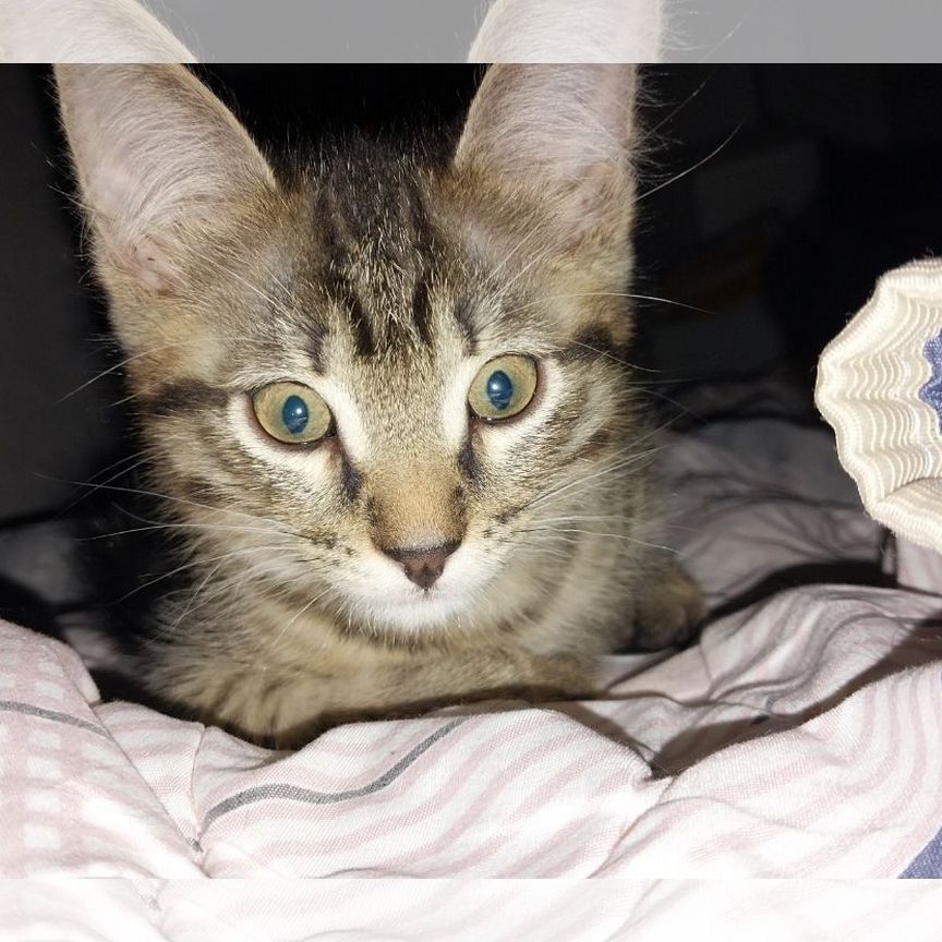 Котёнок в добрые руки