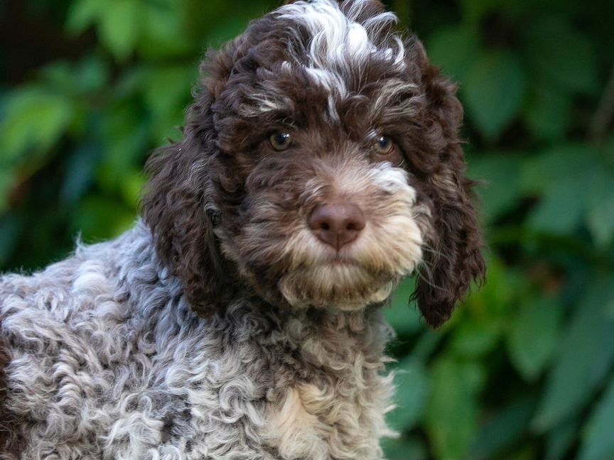 Щенки лаготто-романьоло