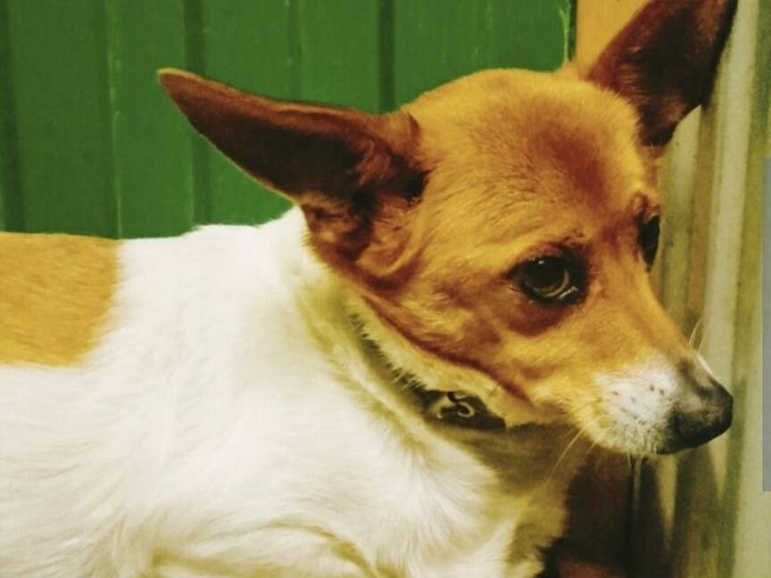 Норвич терьер. Спасти собак