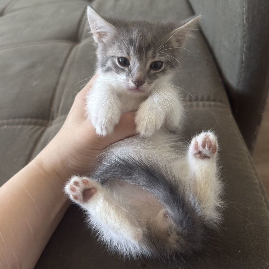 Котёнок в добрые руки