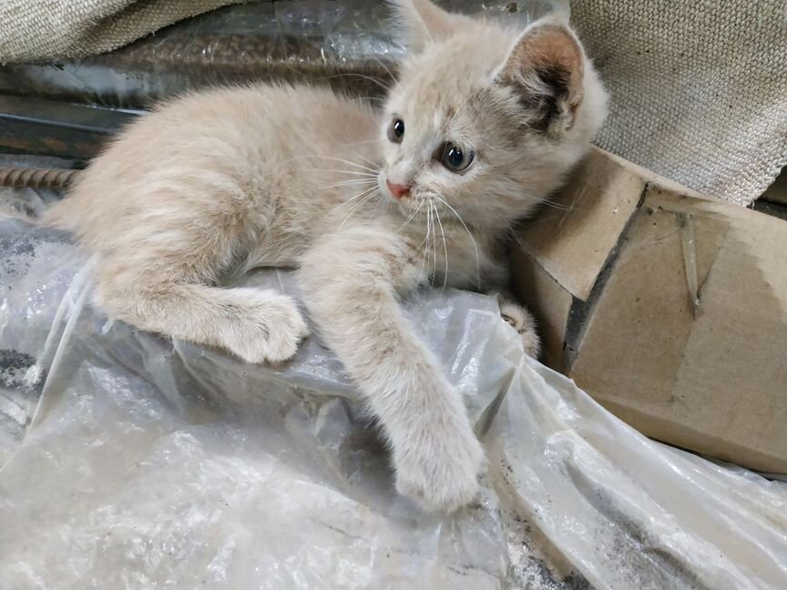 Отдам котят 2 мес. в добрые руки