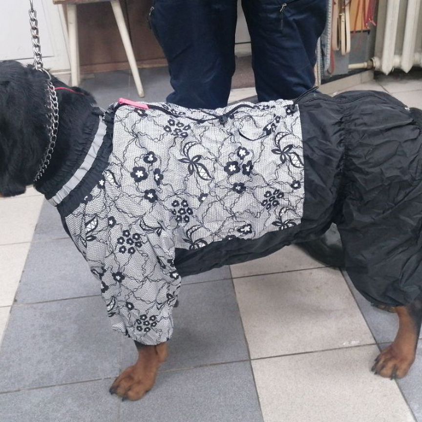 Одежда для собак