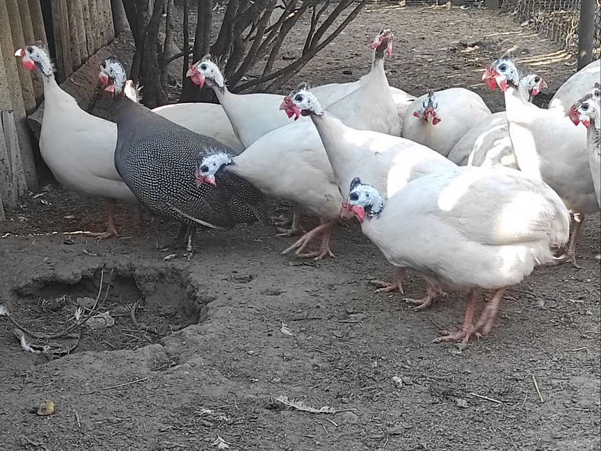 Цесари на племя