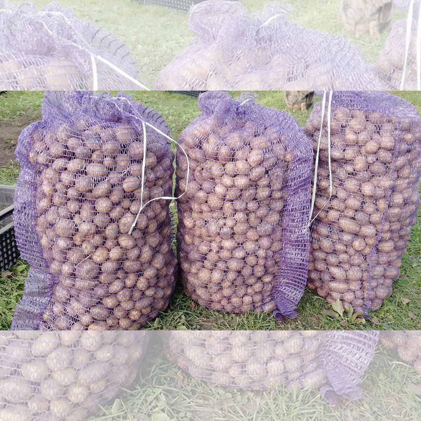 Продам картофель на корм скоту