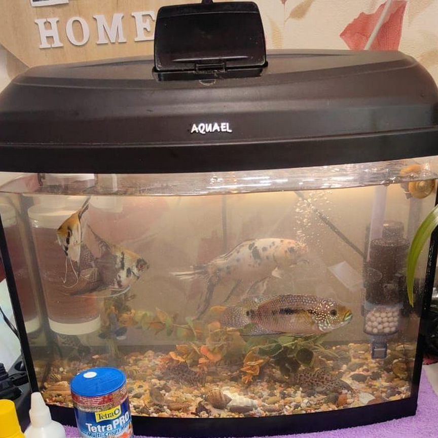 Аквариум с рыбками