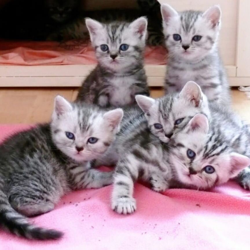 Шотландские котята) окрас Вискас