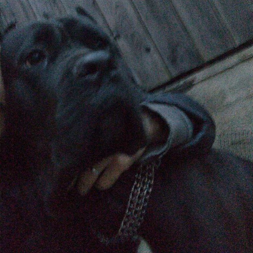 Кане-корсо, взрослый пёс