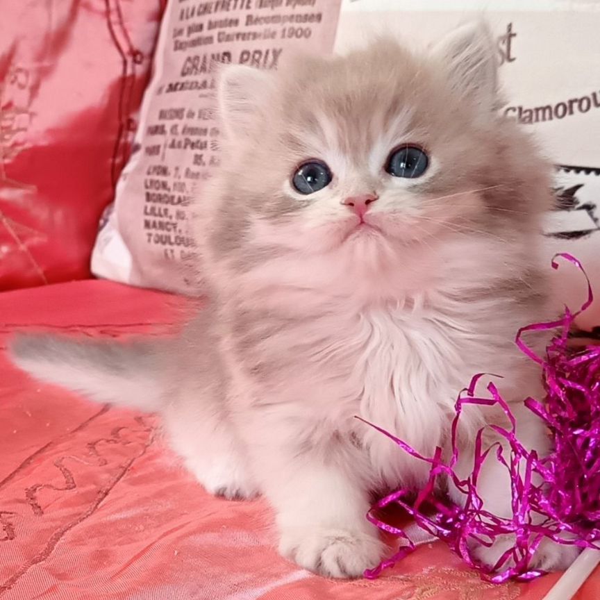 Британский принц