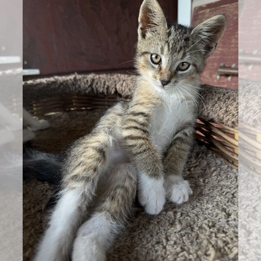 Котенок ищет любящего хозяина