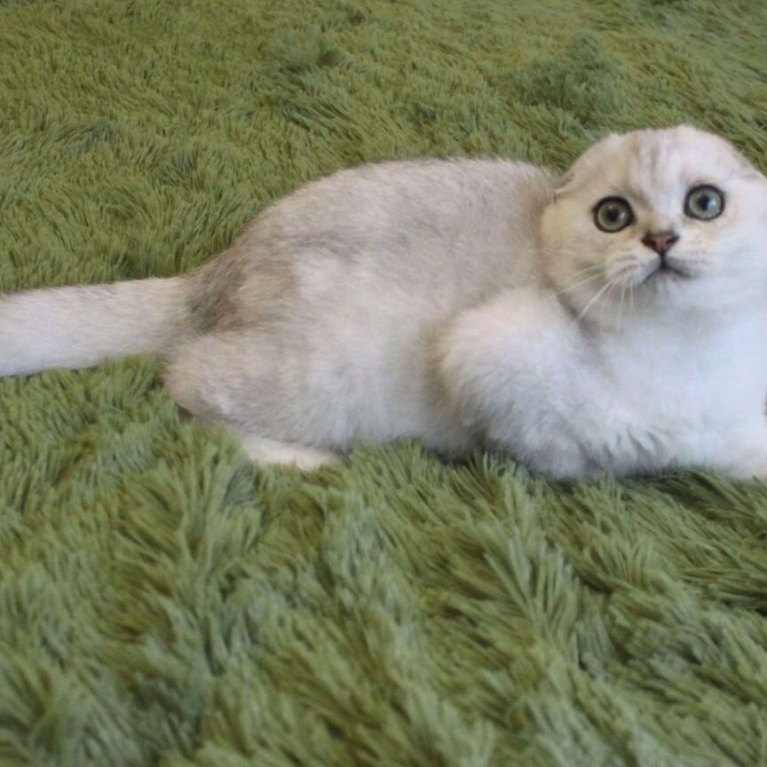 Зеленоглазый мальчишка