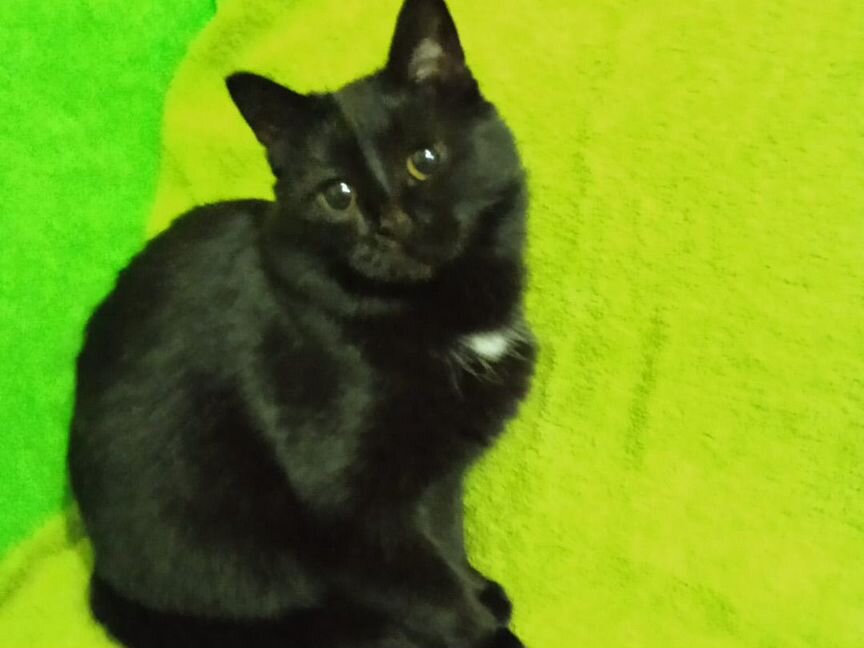 Любителям черных кошечек