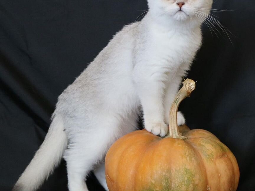 Шотландская серебристо шиншиллового окраса девочка