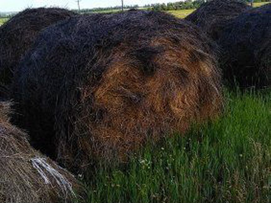 Сено в рулонах