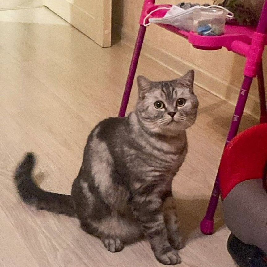 Отдам в добрые руки Шотландскую прямоухую кошечку