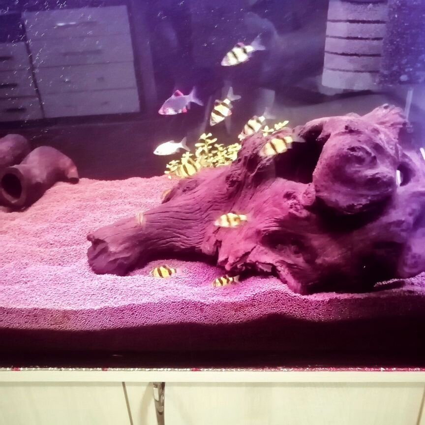 Аквариумные рыбки