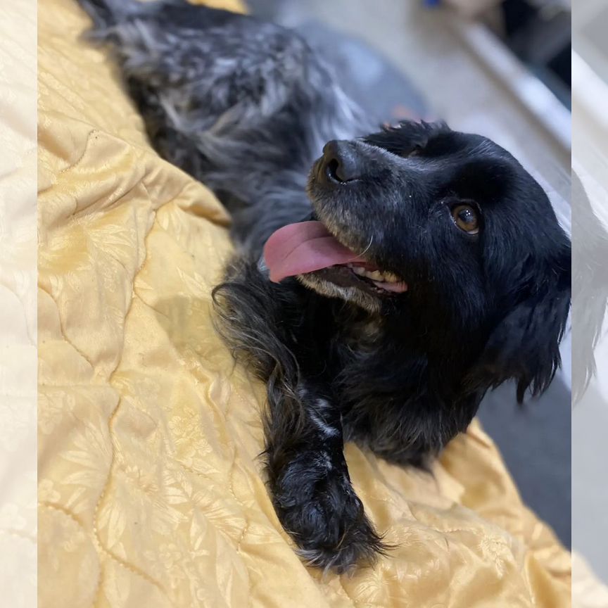 Взрослая собака в добрые руки