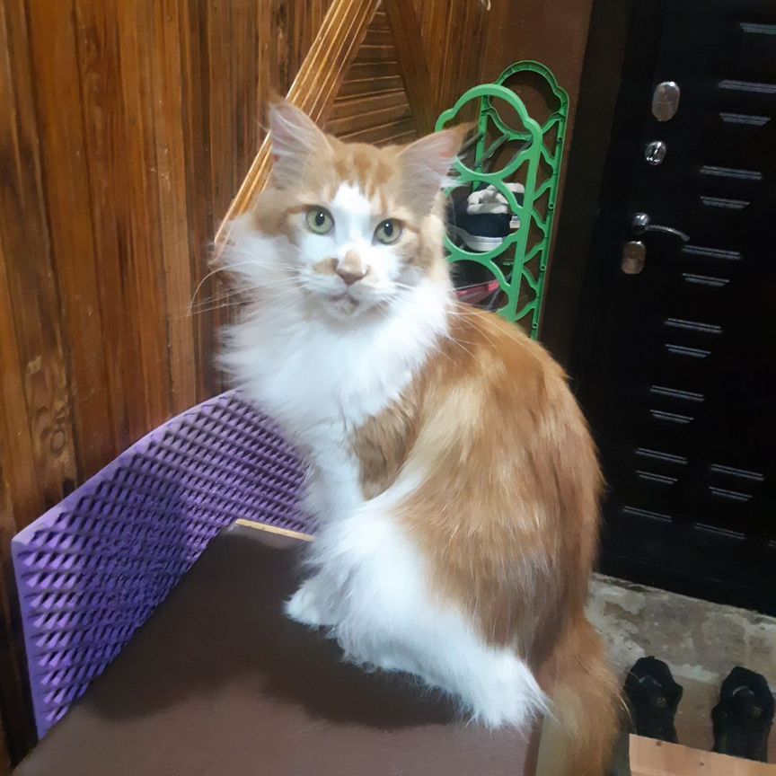 Кошка мейн-кун