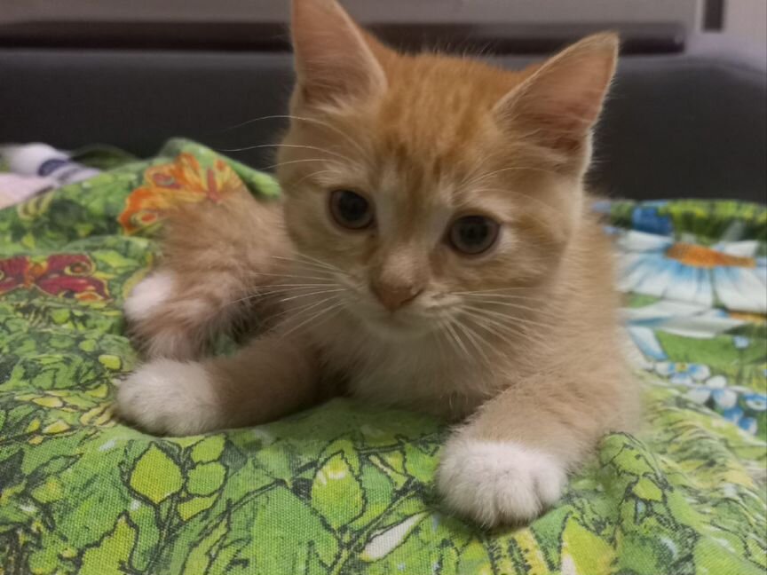 Котята в добрые руки бесплатно мальчик