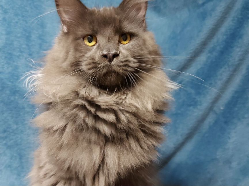 Мейн-кун котенок голубой дым