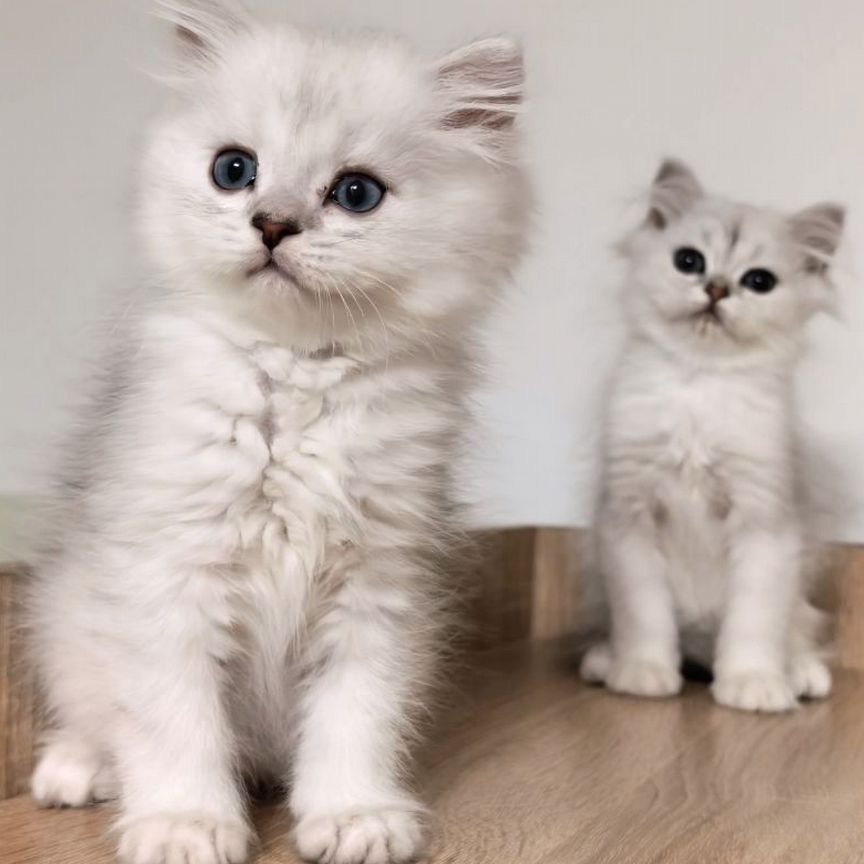 Шотландские котята серебристая шиншилла