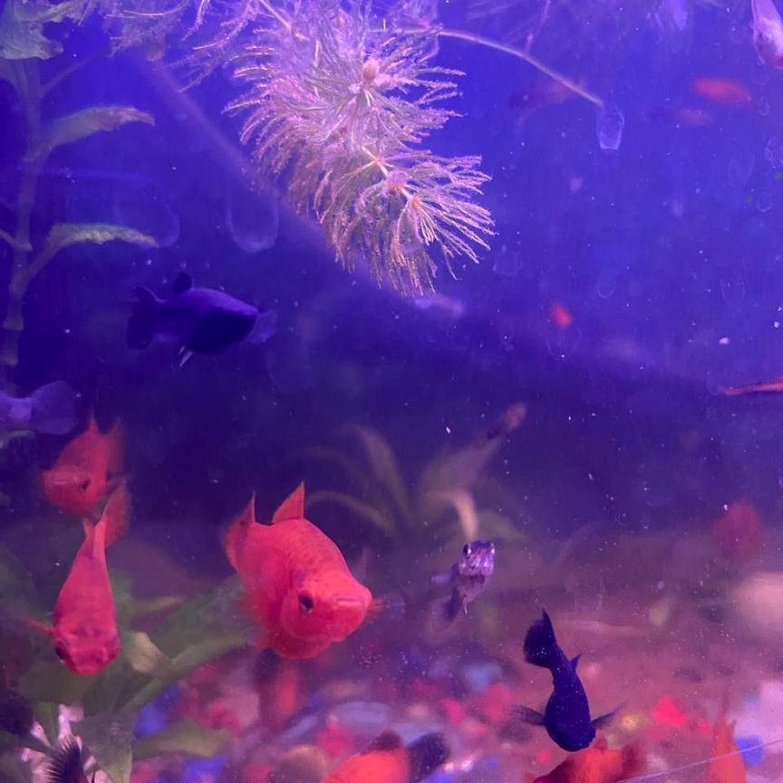 Меченосцы красные