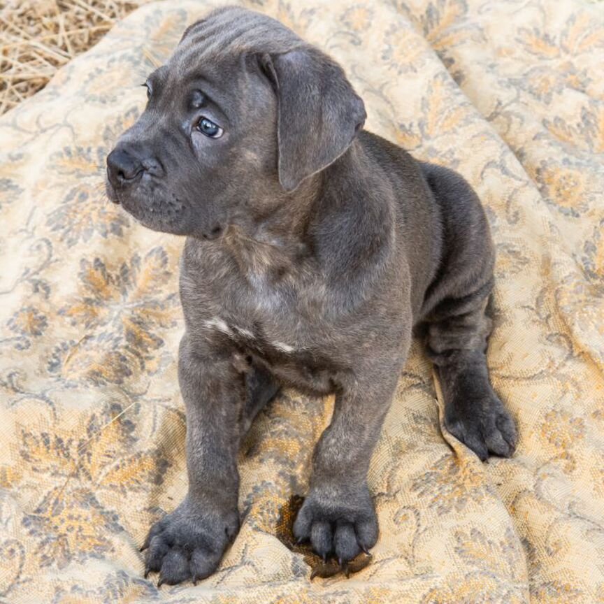 Щенок Кане Корсо мальчик