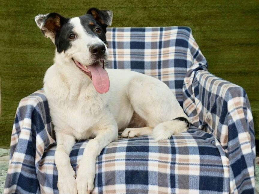 Собака Бим 5 лет