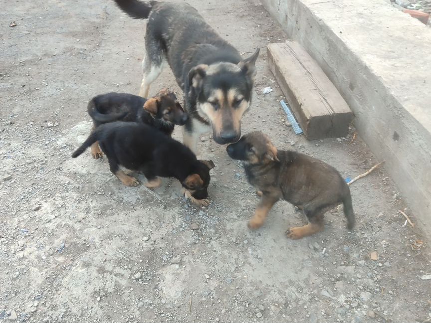 Немецкая овчарка