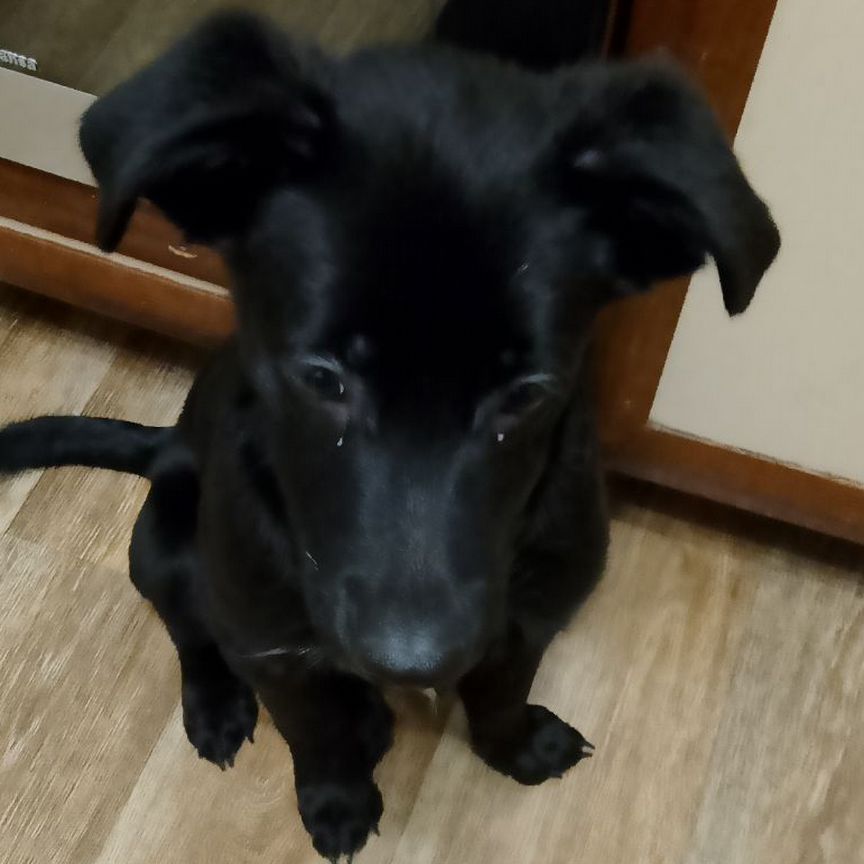 Немецкая овчарка, щенок