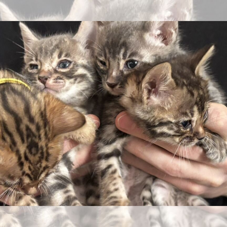 Бенгальская