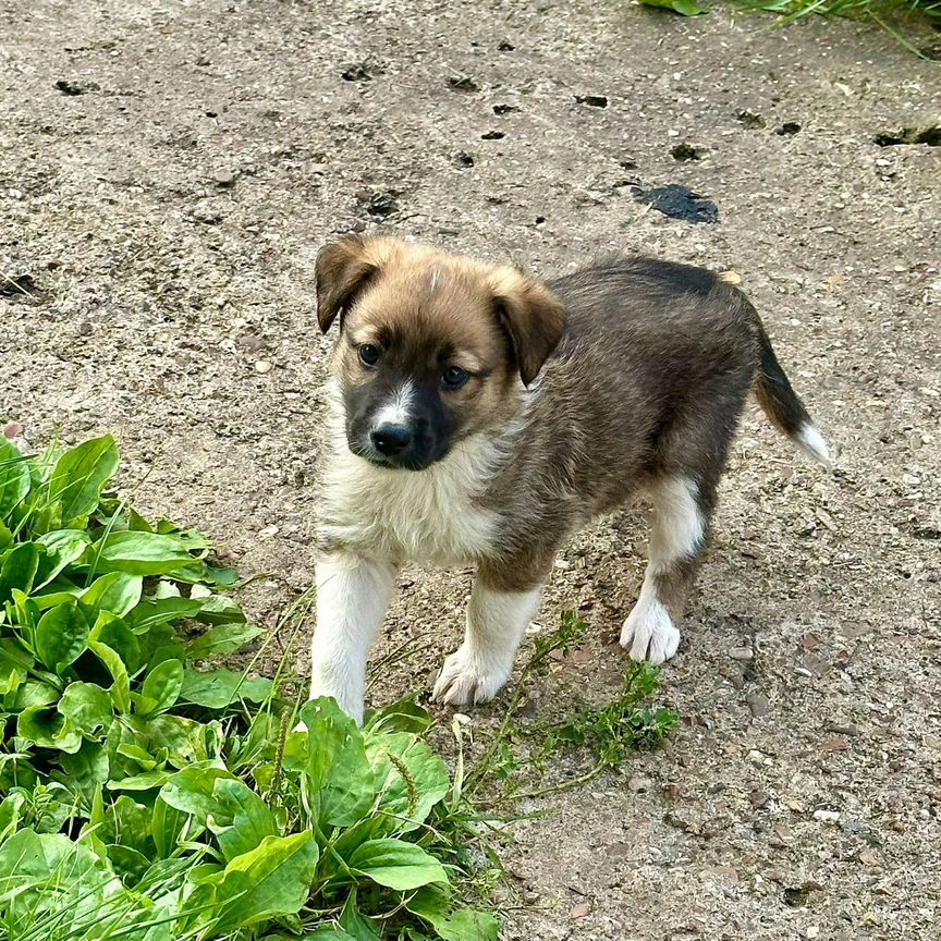 Щенок мальчик в добрые руки