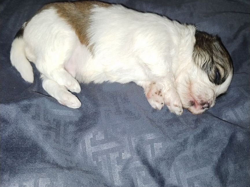 Щенки мальтипу мини