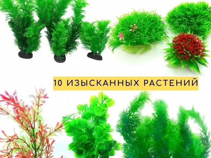 Растения для аквариума