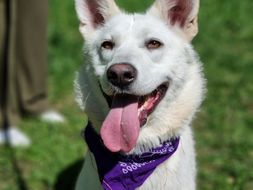 Белоснежная красотка из приют готова познакомиться