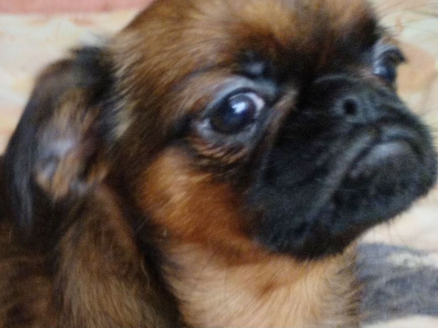 Пти брабансон, девочка