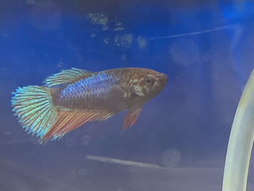 Рыбка аквариумная курочка