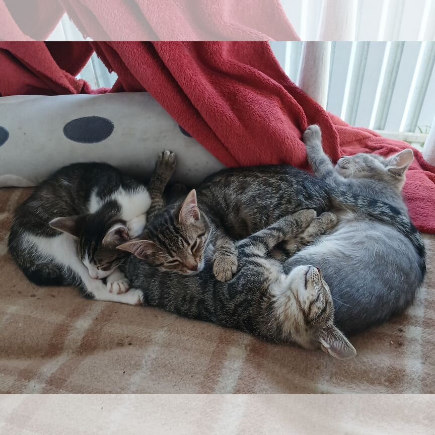 Котята курильский бобтейл