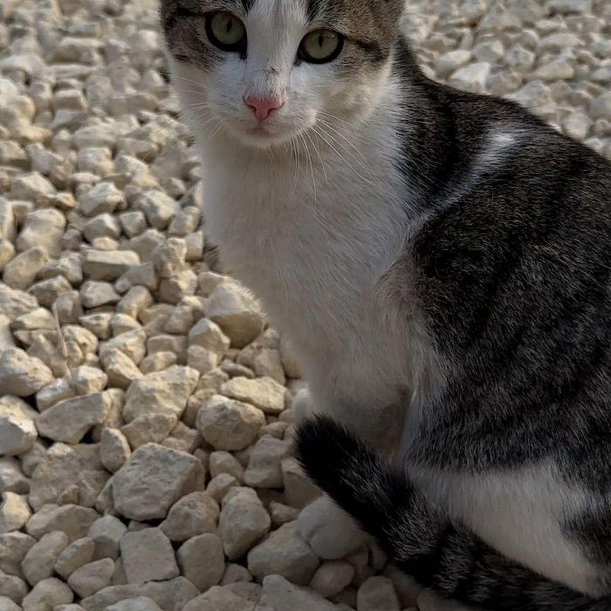 Котёнок девочка