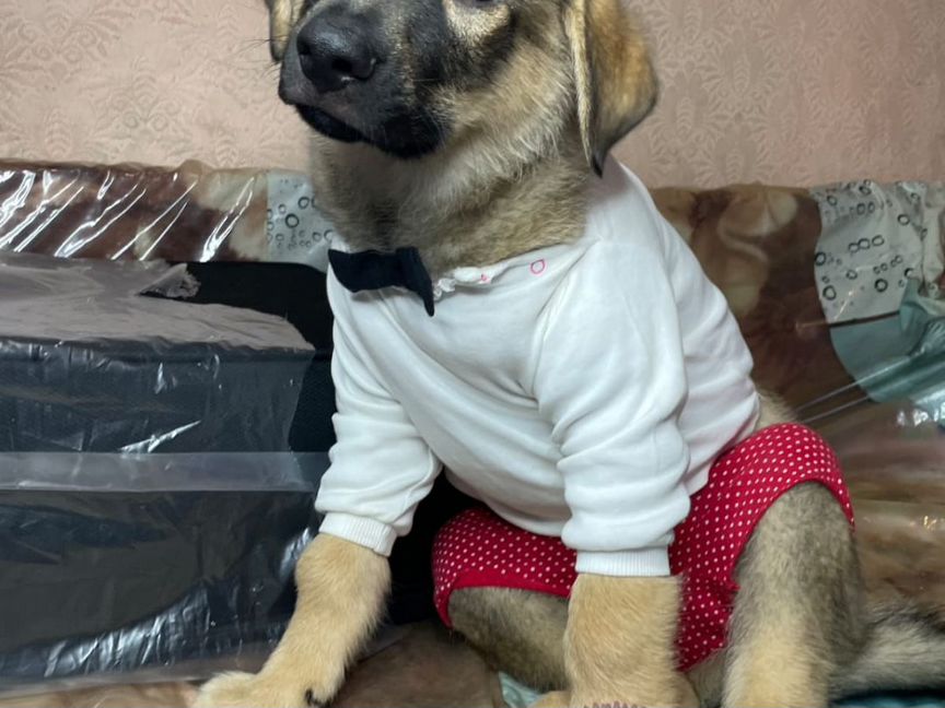 Милый щенок мальчик Дэнни в дар