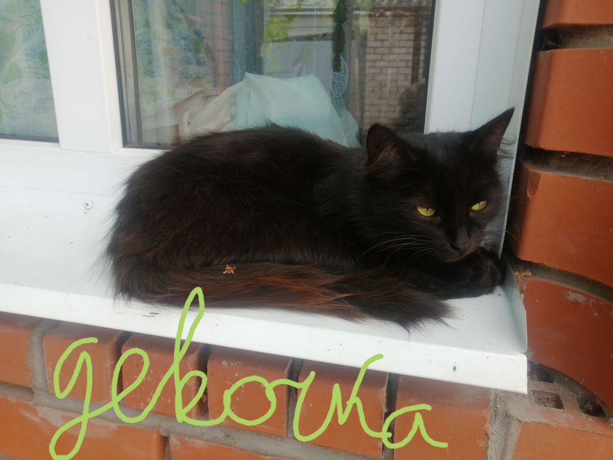 Кошки бесплатно