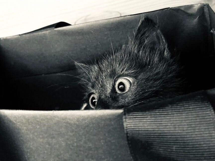 Котенок бесплатно