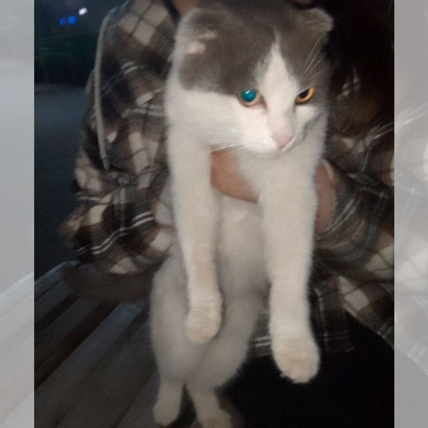 Нашли Кошку-Кота с ошейником