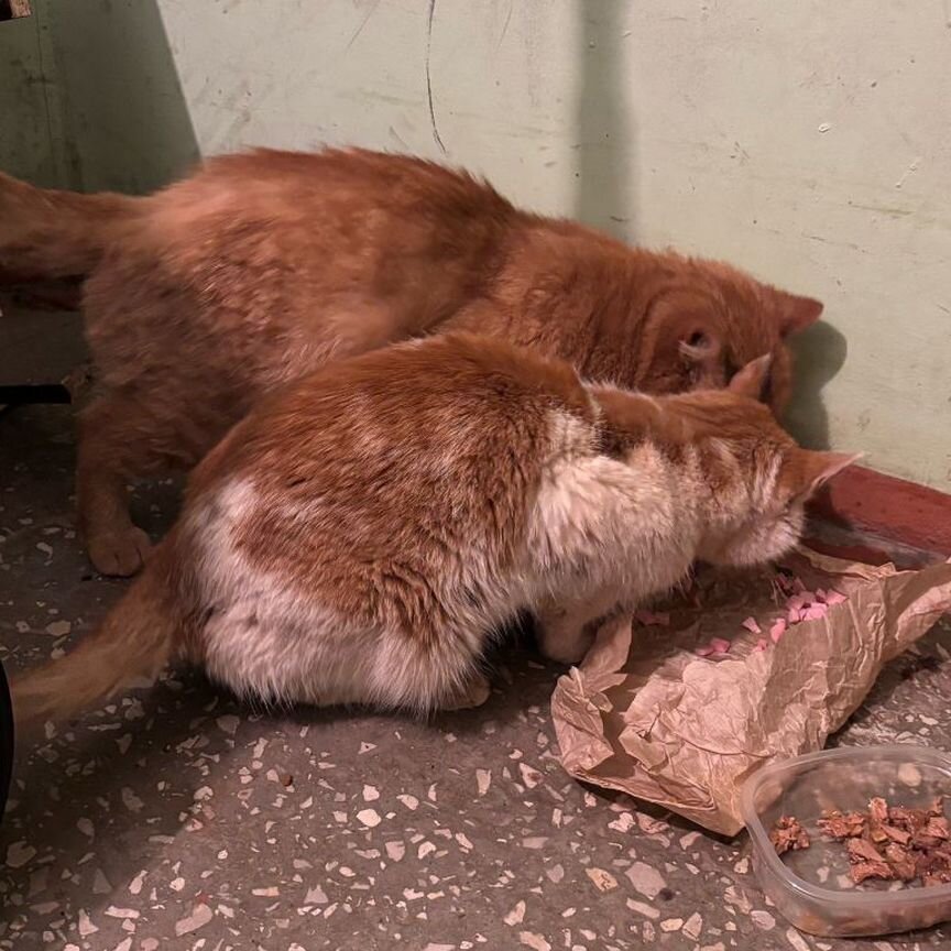 Взрослый кот в добрые руки