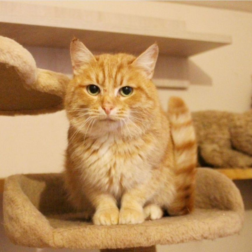 Харизматичный Гарик