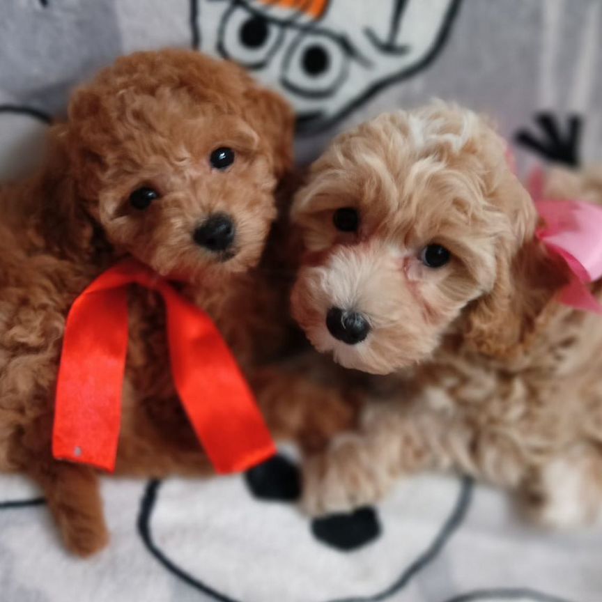 Карликовый пудель, щенок