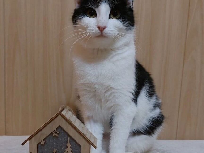 Кошечка ищет любимых хозяев