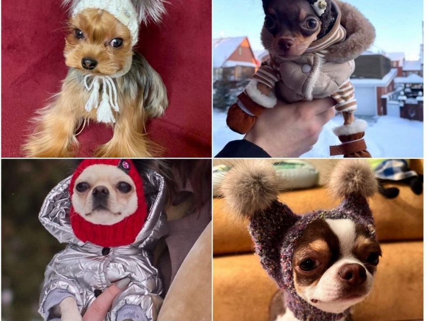 Шапочка для собачки