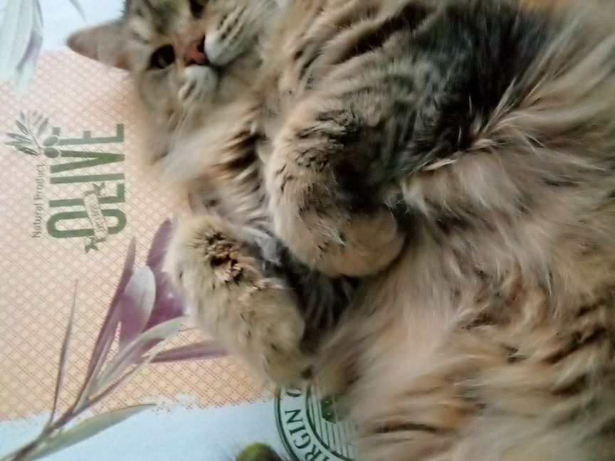 Порода сибирская кошка