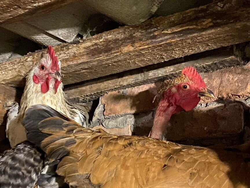 Куры, индюки