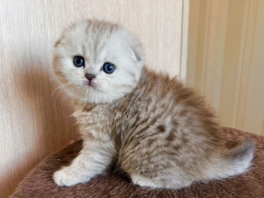Шотландские вислоухие котята золото и серебро